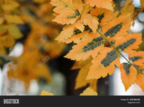 Autmn Orange Green Image And Photo Free Trial Bigstock