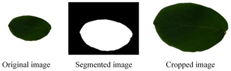 A Multi Division Convolutional Neural Network Based Plant