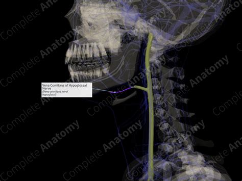 Vena Comitans Of Hypoglossal Nerve Right Complete Anatomy