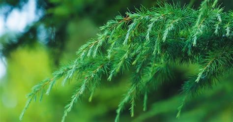 Juniper Tree Types