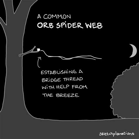 A Common Orb Spider Web Sketchplanations