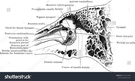 Section Through Left Temporal Bone Showing Stock Vector Royalty Free 1762213286 Shutterstock