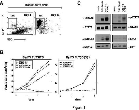 Flt3itd And Fltd835y Have Transforming Potential In Baf3 Cells And