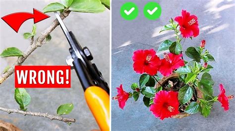 A Comprehensive Guide On How To Prune A Leggy Money Tree