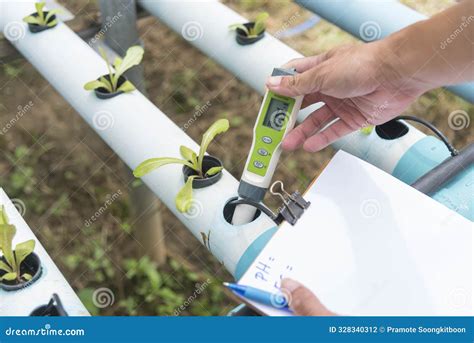 Check PH Value Of Water In Vegetable Hydroponics Stock Photo Image Of Acidic Analyze