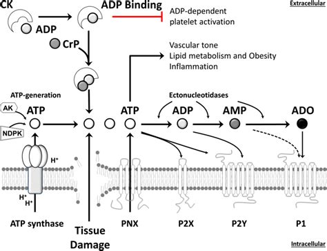 Creatine Kinase Average Blood Serum Levels Of Creatine Kinase And
