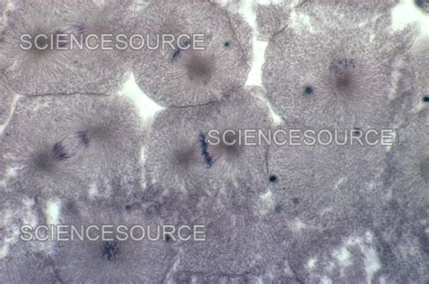 Blastula Under Microscope