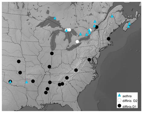 Geographic Distribution Of Hemaris Diffinis Group Mtdna Clades In