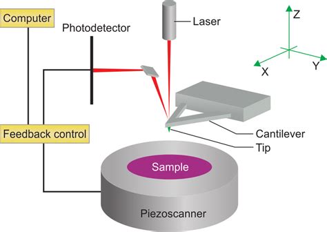 Diagram Of Atomic Force Microscope In Contact Mode Source Download Scientific Diagram