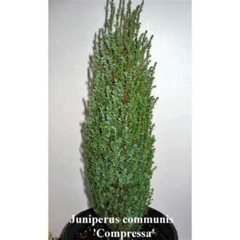 Juniperus Communis Compressa 8 Pot Hello Hello Plants