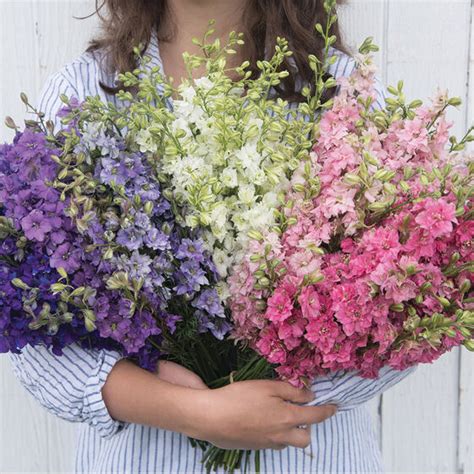 Larkspur Seeds Organic Varieties Johnny S Selected Seeds Artofit