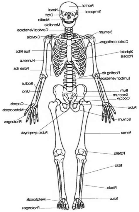 Simple Skeleton Drawing At Getdrawings Free Download