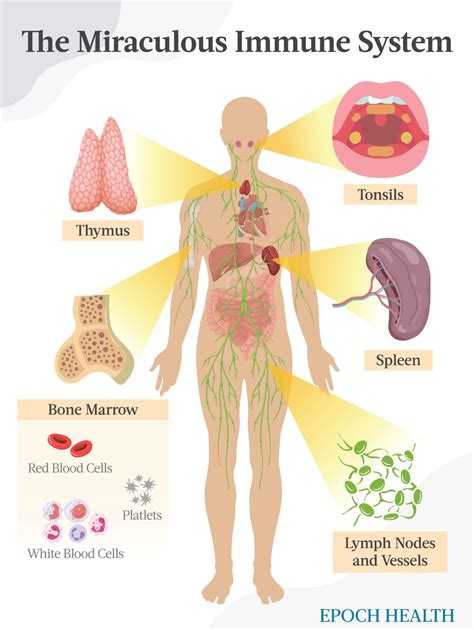 Human Immune System Diagram
