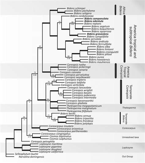 Strict Consensus Of 1260 Most Parsimonious Trees Based On Its Data