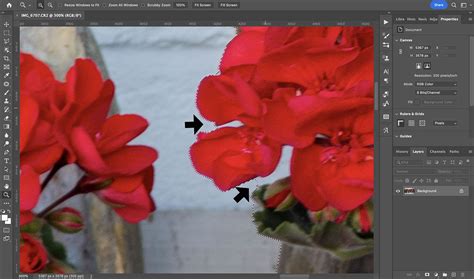 Photoshop Selection Tools Your Essential Guide