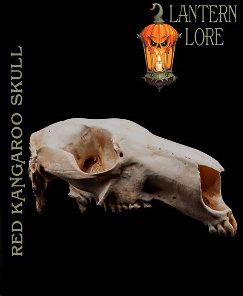 3d File Kangaroo Skull 🦘 ・3d Printing Model To Download・cults