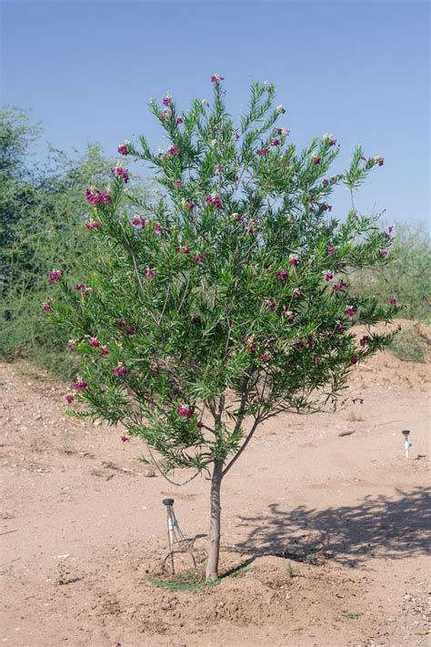 Chilopsis Linearis Sweet Bubba Seedless Pp33091 Civano Growers