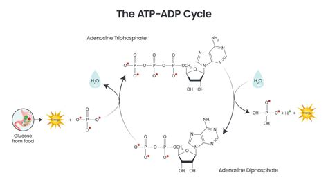 Adenosine Triphosphate And Adenosine Diphosphate Comparison And Cycle Science Vector Education