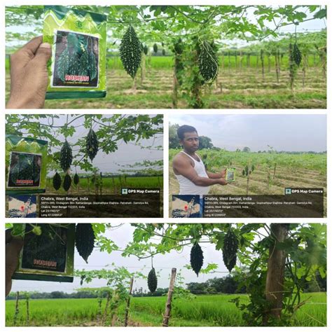 Sanjeev Kumar Thakur On Linkedin Crop Variety Kaveri