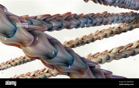 A 3d Rendering Of The Actin Cytoskeleton A Network Of Filamentous