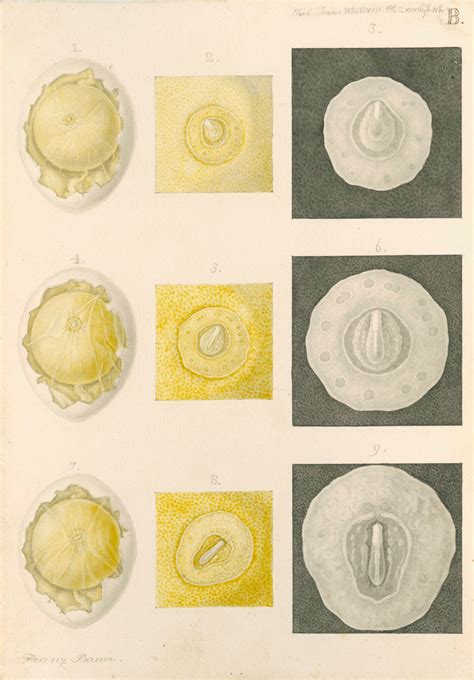 Embryo Development In A Hens Egg Posters And Prints By Franz Andreas Bauer