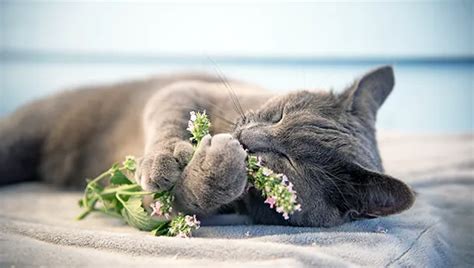 Did You Know… Catnip Fun Facts Morinville Veterinary Clinic