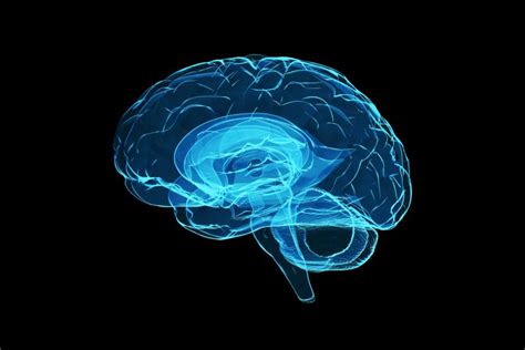 A View Of Psychosomatic Brain Functions Course Aiu Open Courses