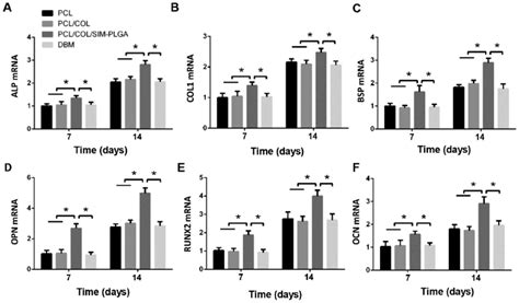 gene expression analyses of a alp b col 1 c bsp d opn e
