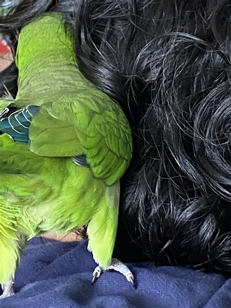 Why Does My Parrot Preen My Hair R Parrots