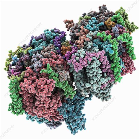 Photosystem Ii Molecule Stock Image C0154295 Science Photo Library