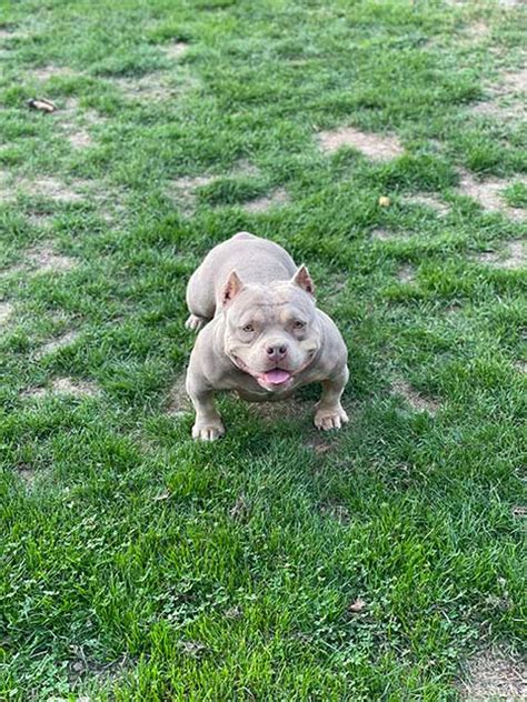 Tchala American Bully Micro Sfds
