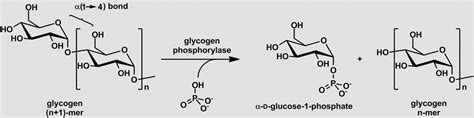 Glycogenolysis Pathway Steps Diagram Stimulation Regulation