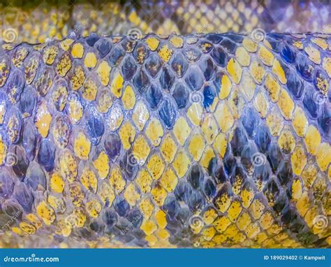 Dried Skin Of The Burmese Python For Background The Burmese Python Python Bivittatus Is One