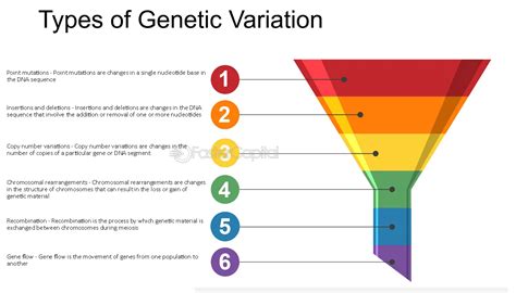 Genetic Variation Definition Examples And Sources Genetic Variation