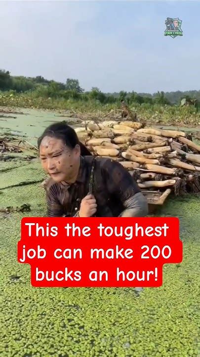 Harvesting Lotus Roots The Toughest Job Lotusroots Toughestjob Youtube