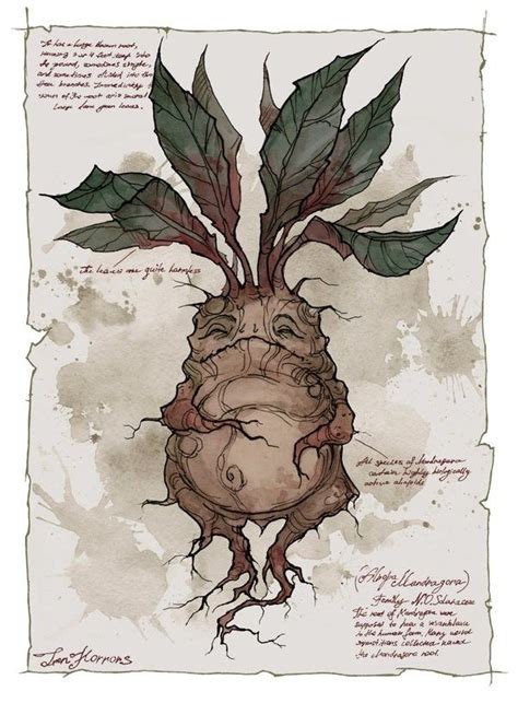 Mandrake Folklore Spiritual And Magical Attributes Criaturas De Harry