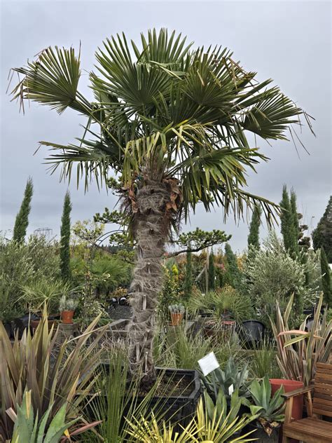 Buy Trachycarpus Fortunei Windmill Palm Tree The Nursery Outlet