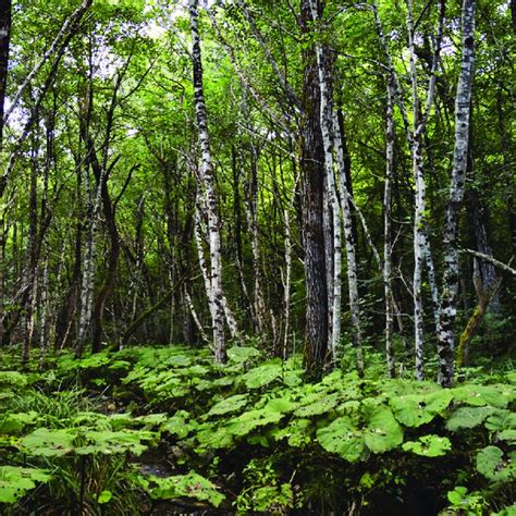 Hygrophilous Riparian Forests Of Alnus Glutinosa And Salix Fragilis In Download Scientific