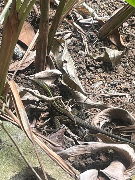 Lizard Identification Rreptiles