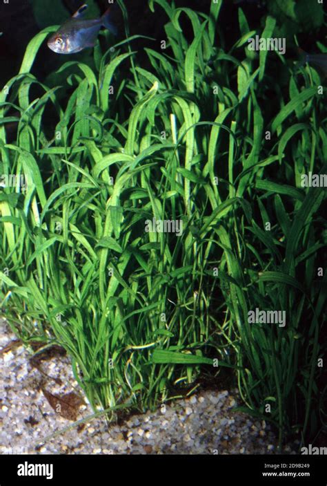 Lilaeopsis Chinensis