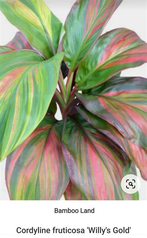 Philodendron Pink Princess 7 Ultimate Growing Tips Tricks Artofit