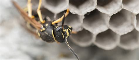 Paper Wasp Queen Identification