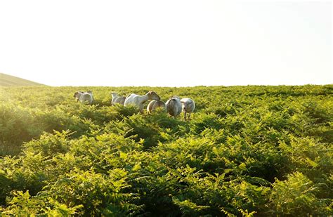 Asulam Bracken Control Herbicide Approved For Use In England Farmers