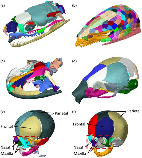 Bounti Boundary‐preserving Threshold Iteration A User‐friendly Tool For Automatic Hard Tissue