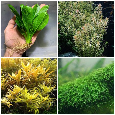 25 Live Aquarium Plants Aquatic Plant Variety Pack 25 Freshwater Plants