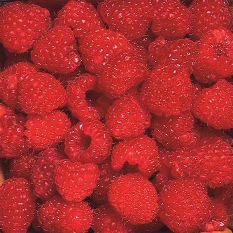 Killarney Red Raspberry Plant Stark Bros