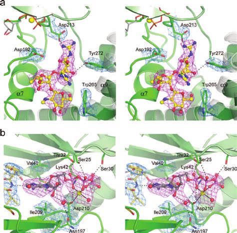 Binding Sites In The Ternary Complex A Stereo View Of Streptomycin