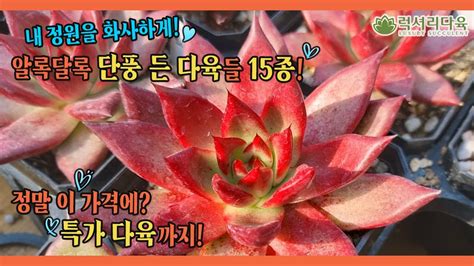 내 화단이 화사해지는 단풍 물든 다육 15종 그 예쁜 다육이 정말 착한 특가에 럭셔리다육 안성 Youtube