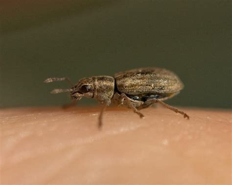 Small Weevil By Praep