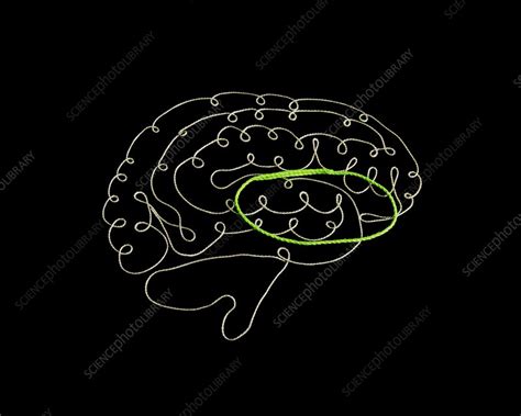 Brains Cbgtc Loop Conceptual Image Stock Image F0273446